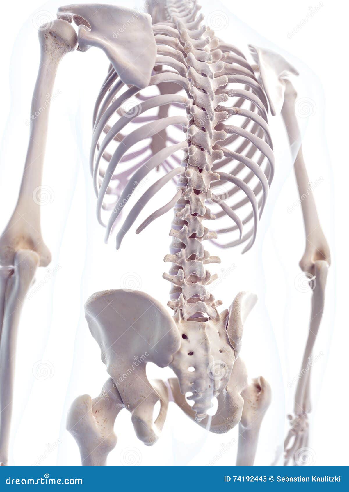 Der menschliche Dorn stock abbildung. Illustration von schulterblatt ...