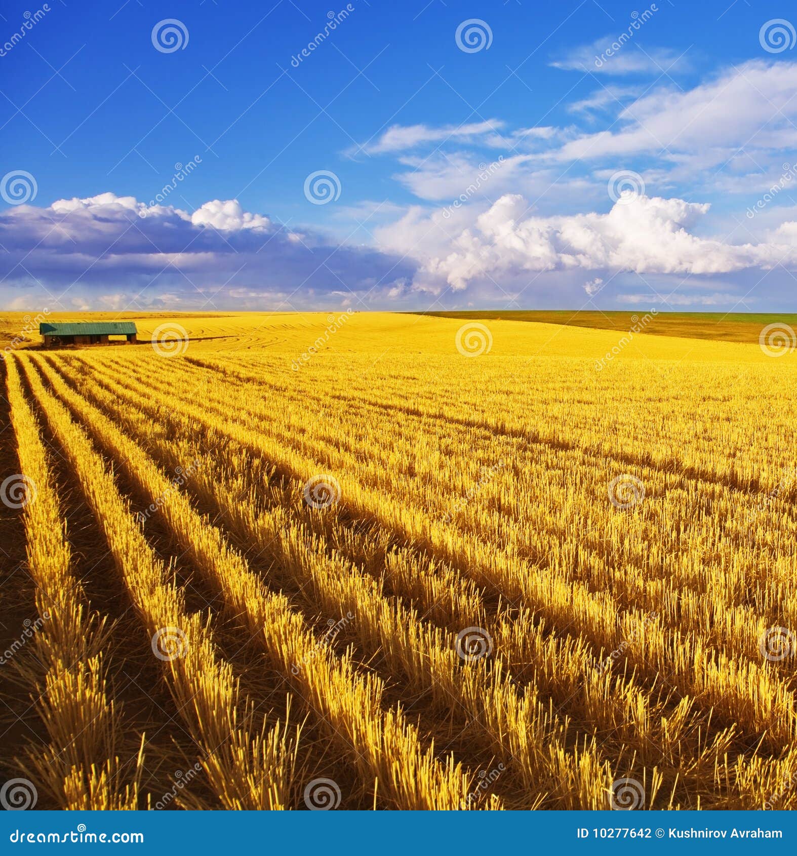 Der Mittag Auf Feldern Von Montana Stockfoto - Bild von gold, land ...