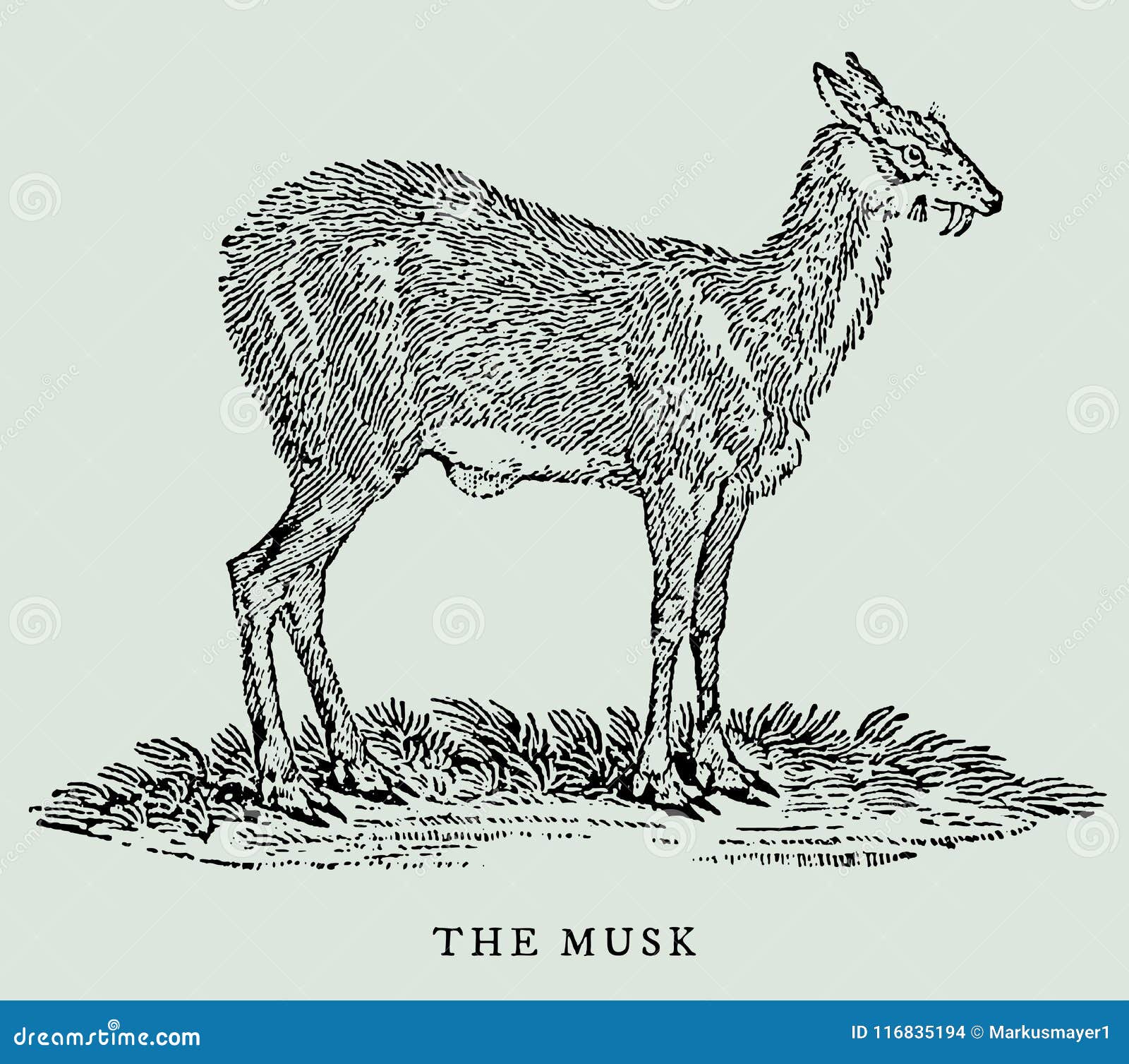 Der Moschus Oder Sibirische Das Moschustiere Moschus Moschiferus in Der ...