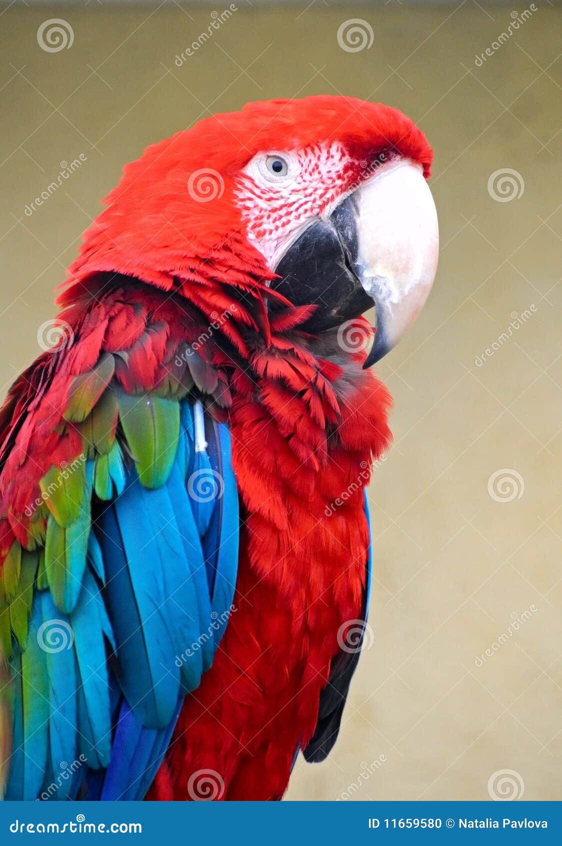 Der Papagei stockfoto. Bild von vertikal, scharlachrot - 11659580