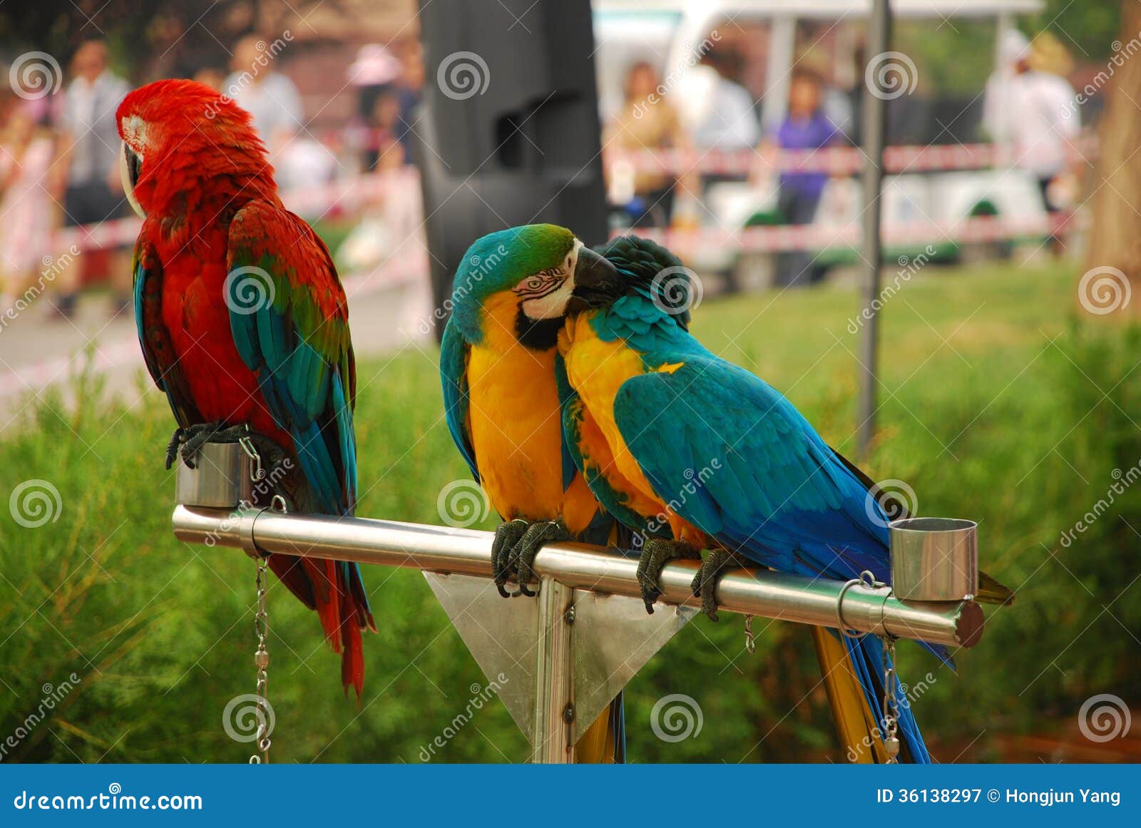 Der Papagei stockbild. Bild von international, papageien - 36138297