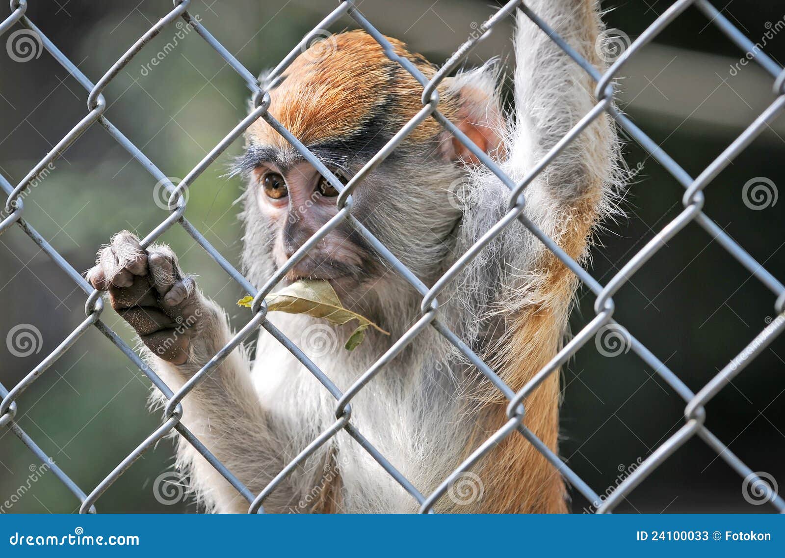 Der patas Fallhammer stockbild. Bild von säugetier, affe - 24100033