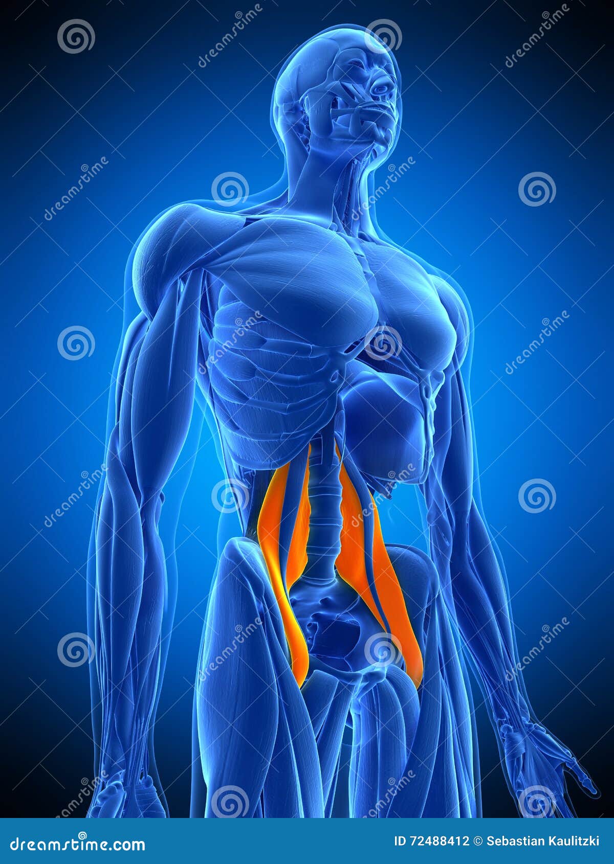 Der Psoas major stock abbildung. Illustration von muskel - 72488412