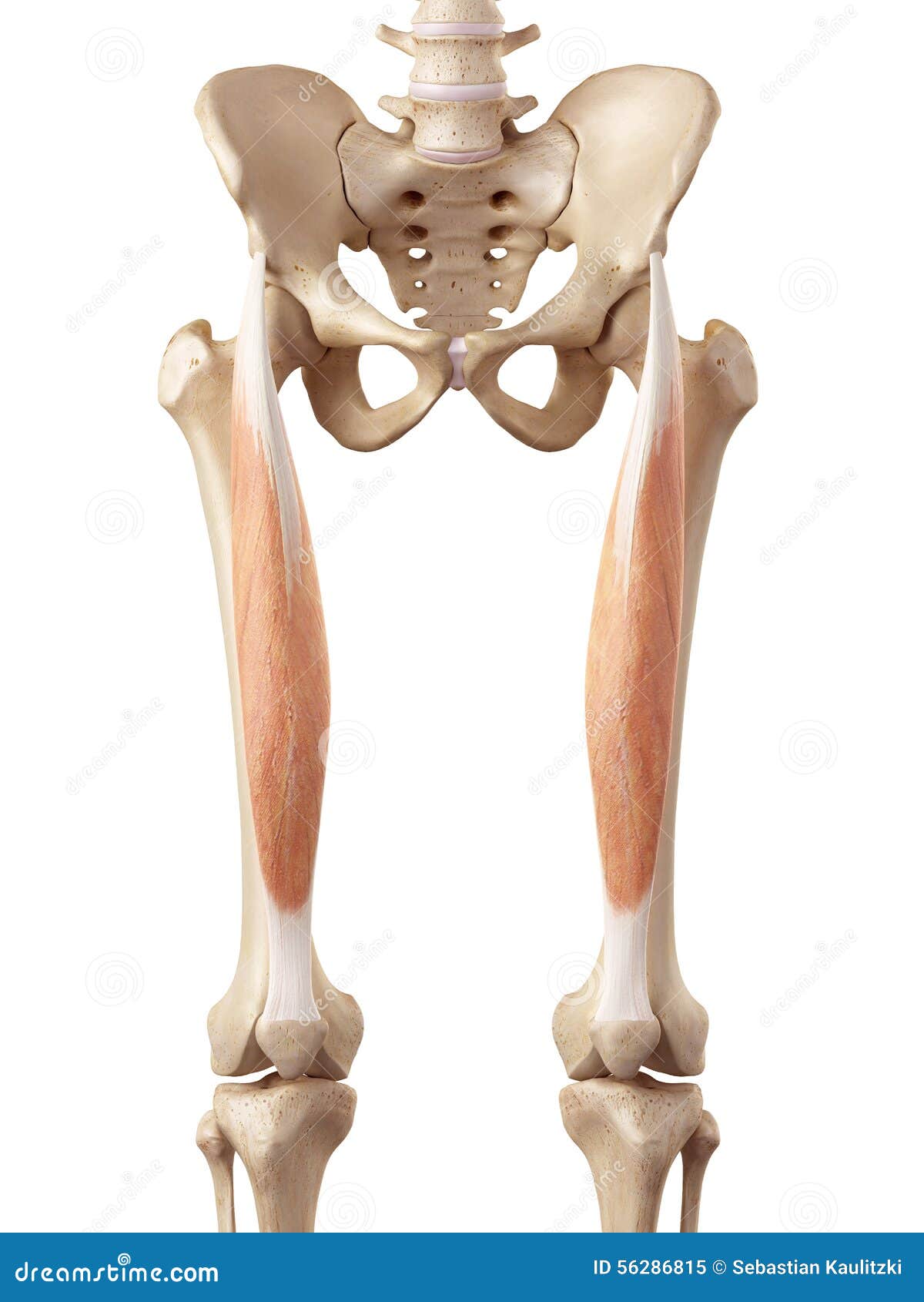 Der Rectus Schenkel stock abbildung. Illustration von muskel - 56286815