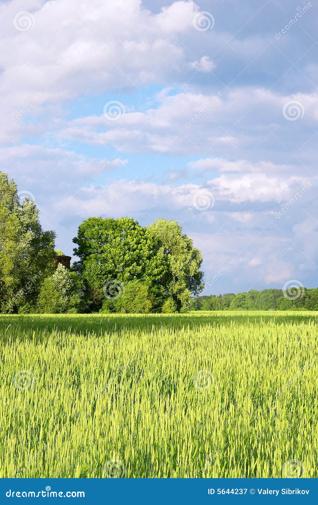 Der Roggen stockbild. Bild von nahaufnahme, erzeugnis - 5644237