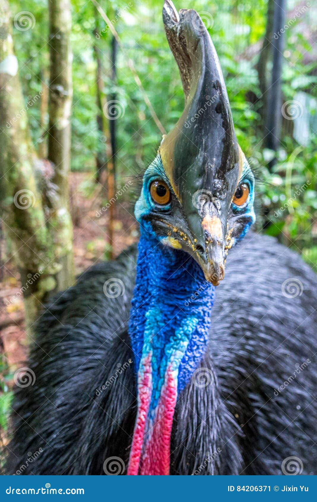 Der südliche Kasuar stockbild. Bild von südlich, nave - 84206371