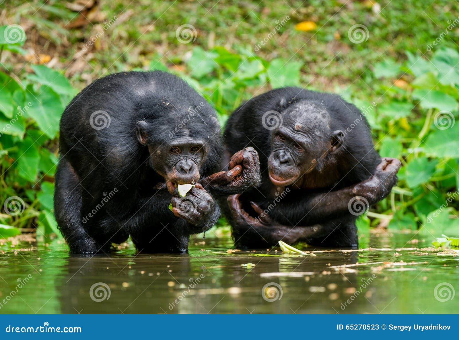 Der Schimpanse Bonobo Im Wasser Stockbild - Bild von affe, nett: 65270523