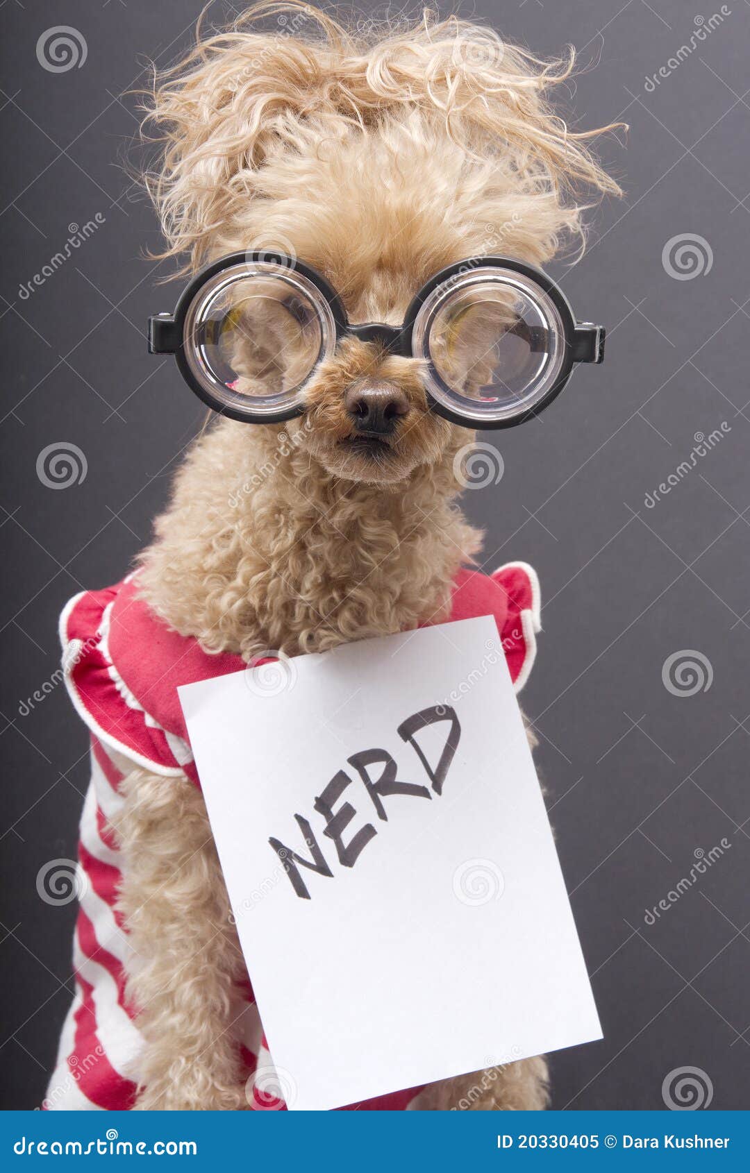 Der Sonderling stockbild. Bild von brillen, sonderling - 20330405