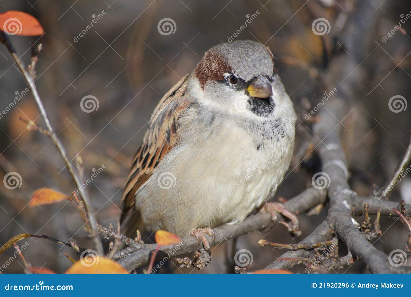 Der Spatz, Sitzend Auf Dem Brunch Stockfoto - Bild von herbst, sitzung ...
