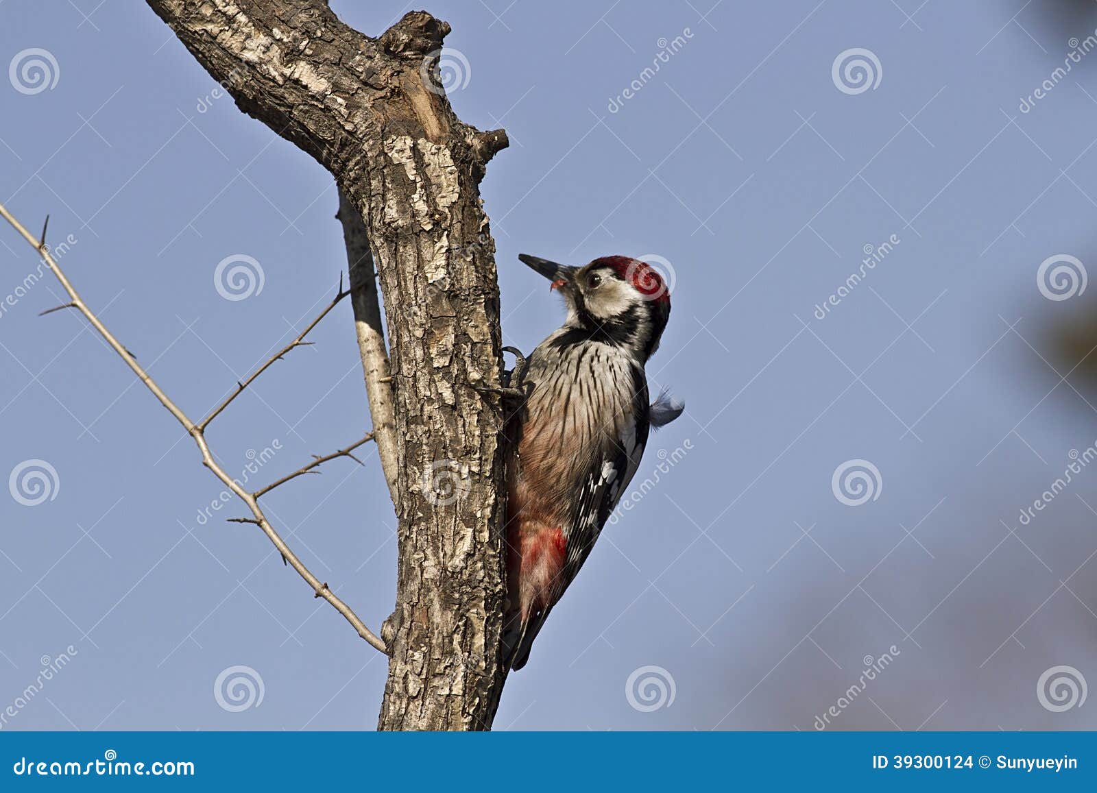 Der Specht im Wald stockfoto. Bild von biologisch, wald - 39300124