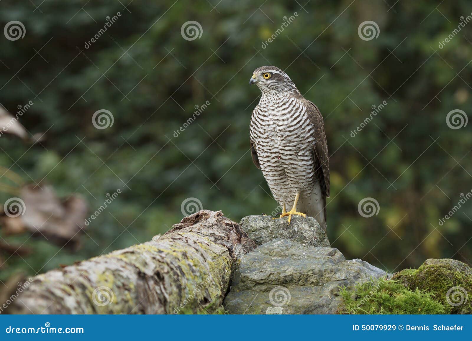 Der Sperber stockbild. Bild von getrennt, gehockt, ehrfurcht - 50079929