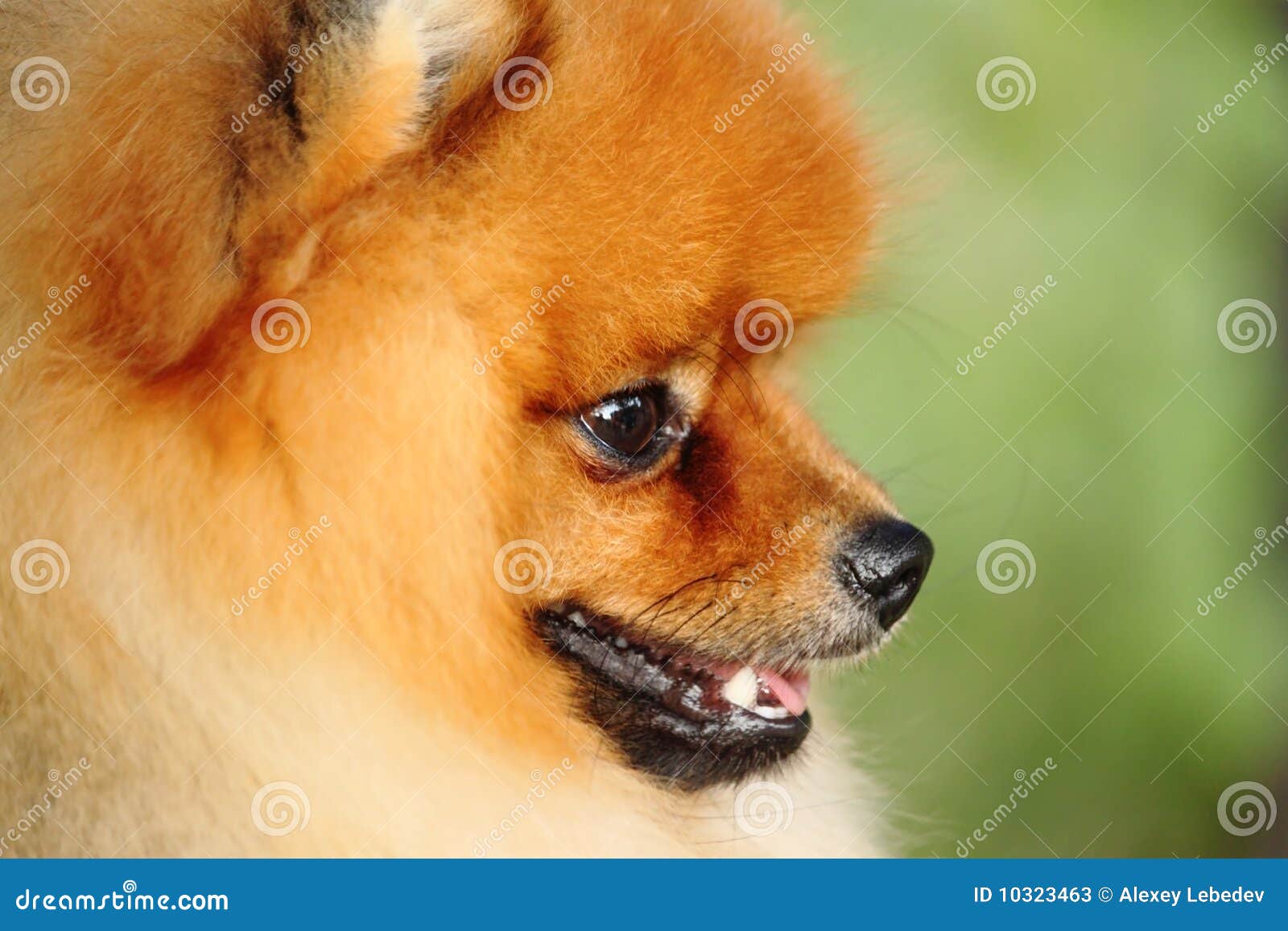 Der spitz-Hund stockbild. Bild von reinrassig, ausstellung - 10323463