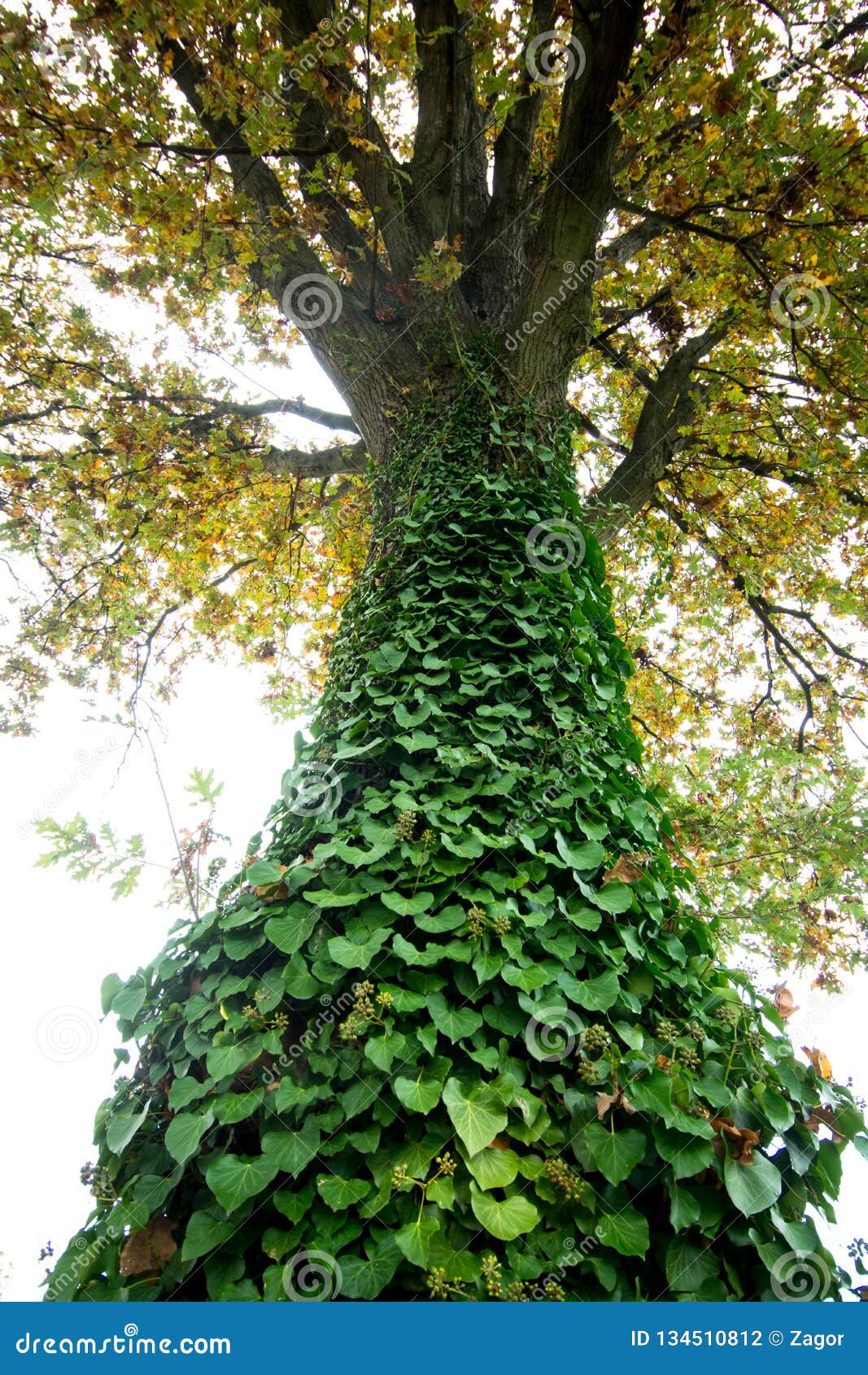 Der Stamm stockfoto. Bild von vegetation, steigen, hoch - 134510812