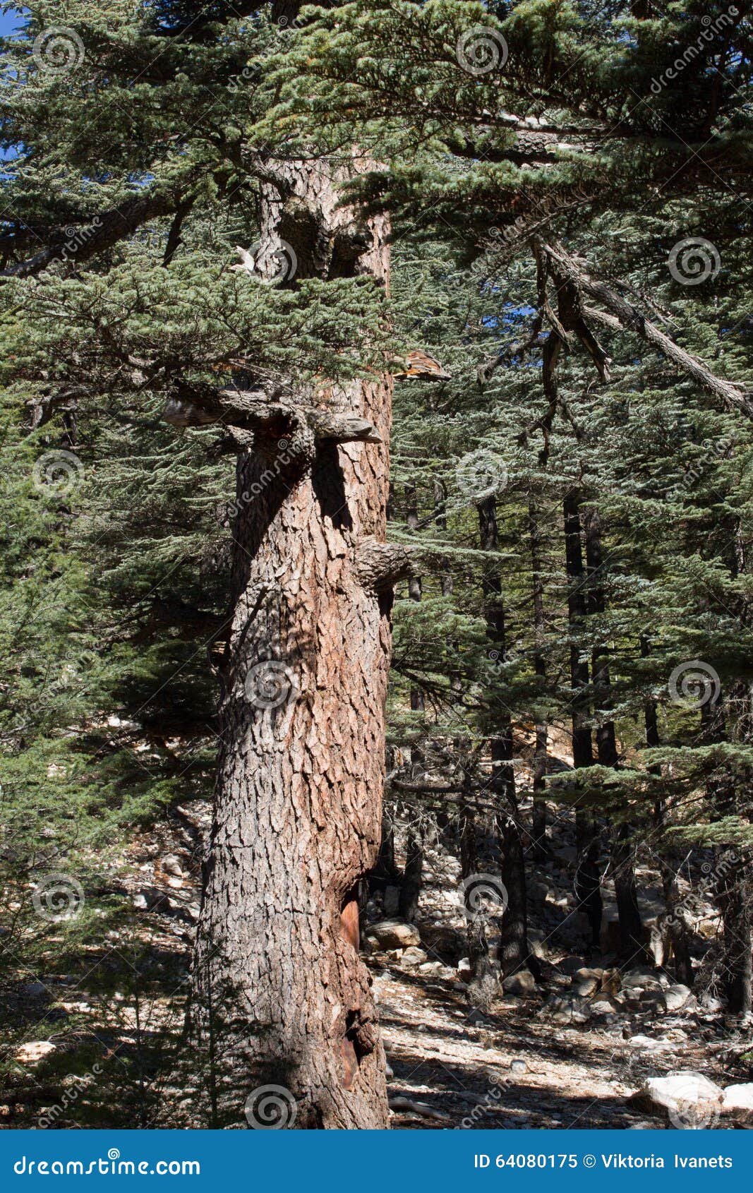 Der Stamm Einer Zeder Im Wald Stockbild - Bild von sprünge, eiche: 64080175
