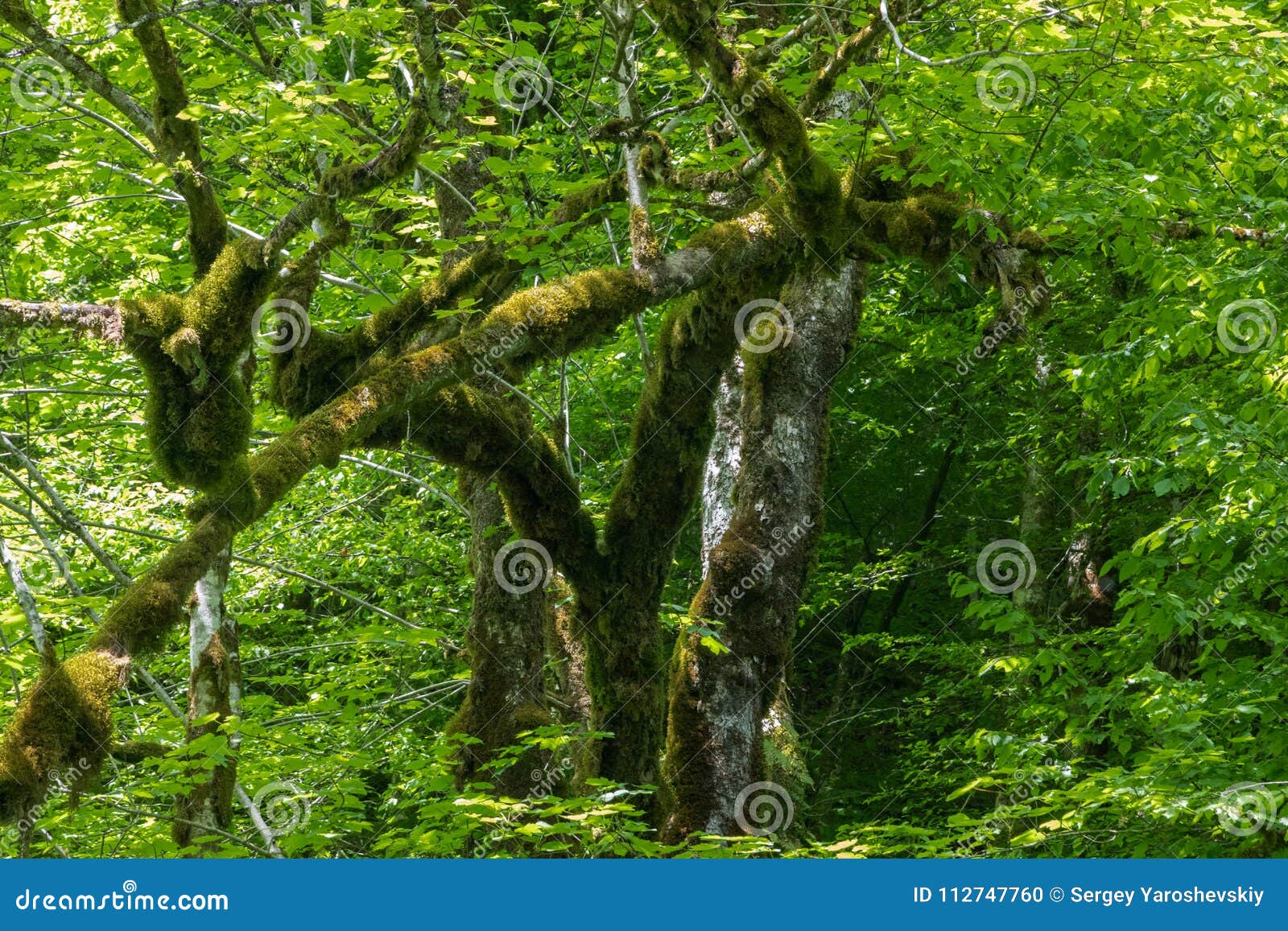 Der Stamm Eines Baums Wuchs Moos Stockfoto - Bild von wedel, frische ...