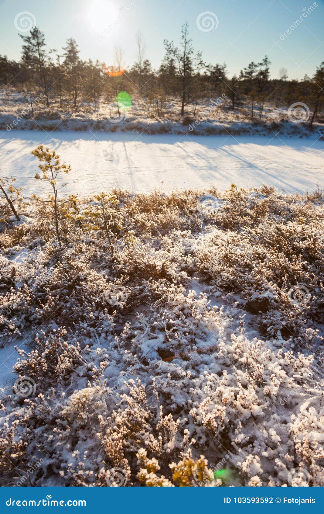 Der Sumpf stockfoto. Bild von oekosystem, lettland, sommer - 103593592