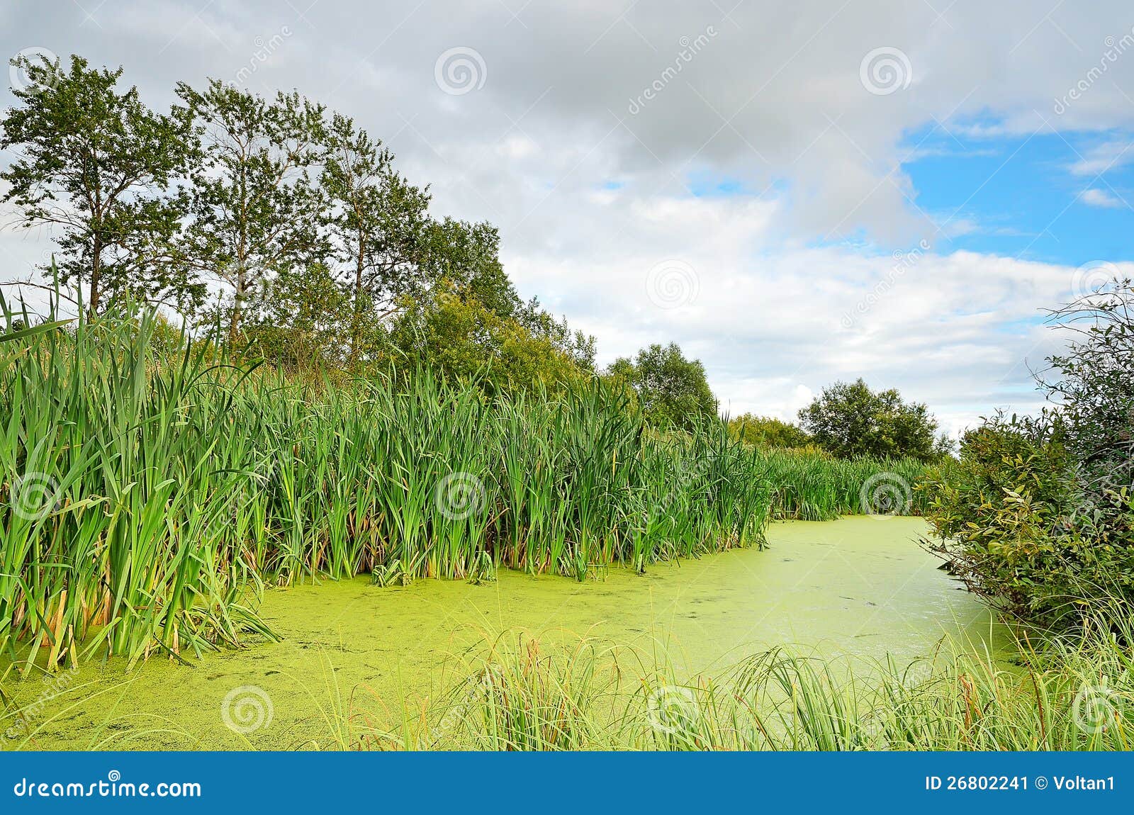 Der Sumpf stockbild. Bild von ruhe, betriebe, jahreszeiten - 26802241