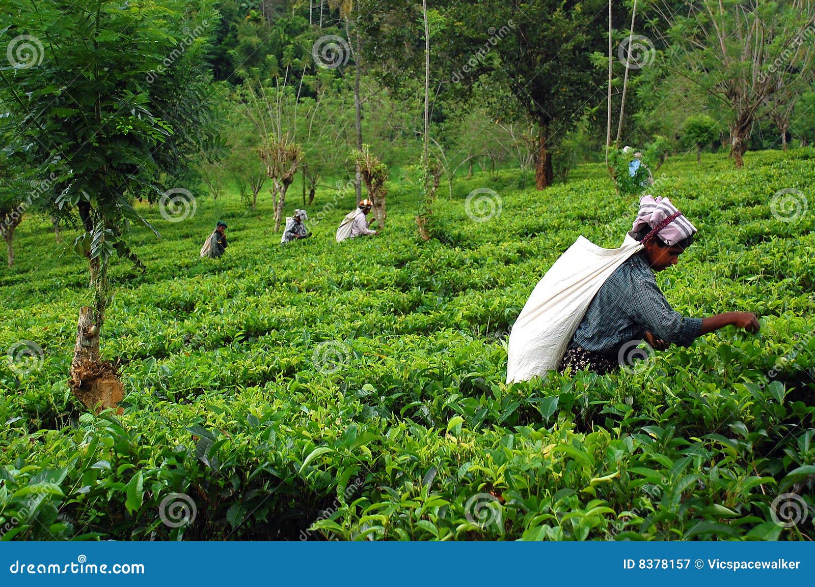 An der Tee-Plantage redaktionelles stockfotografie. Bild von hochland ...