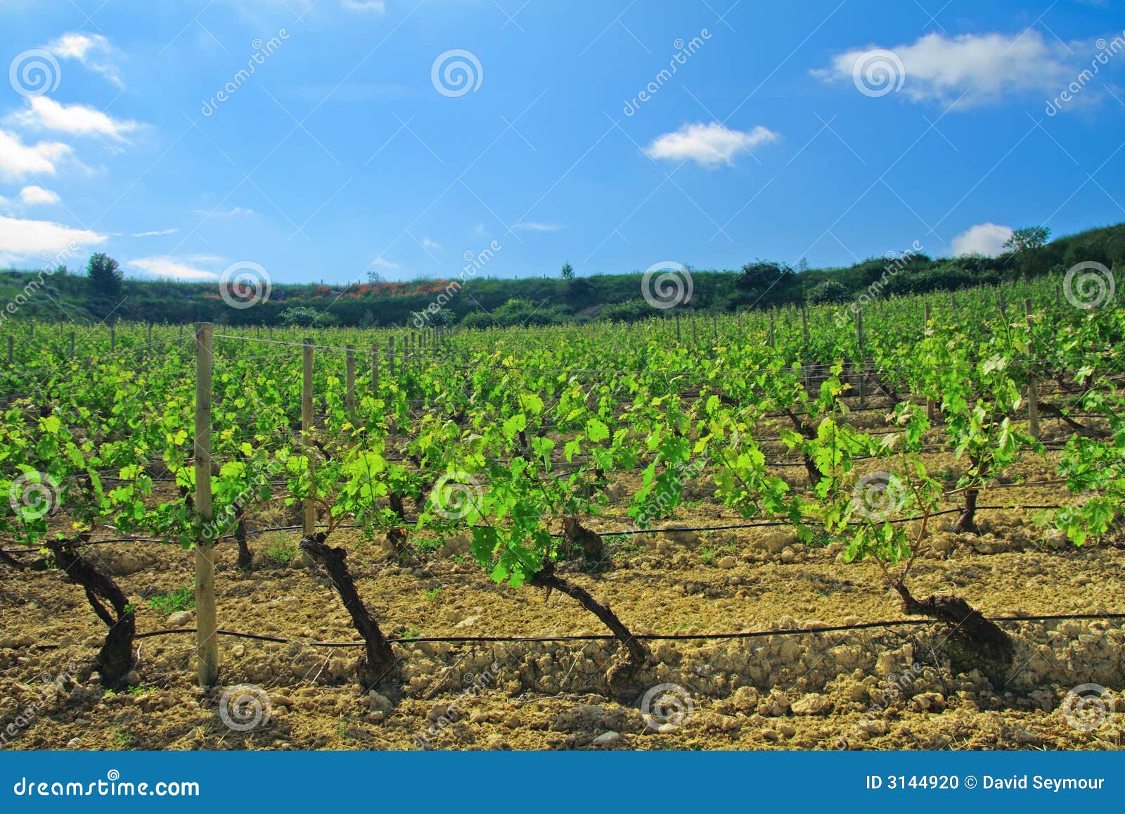 Der Weinstock stockfoto. Bild von frühling, wolken, spanien - 3144920