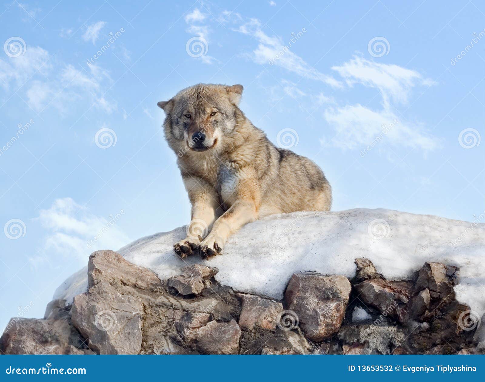 Der Wolf stockfoto. Bild von raub, tier, frei, einzeln - 13653532