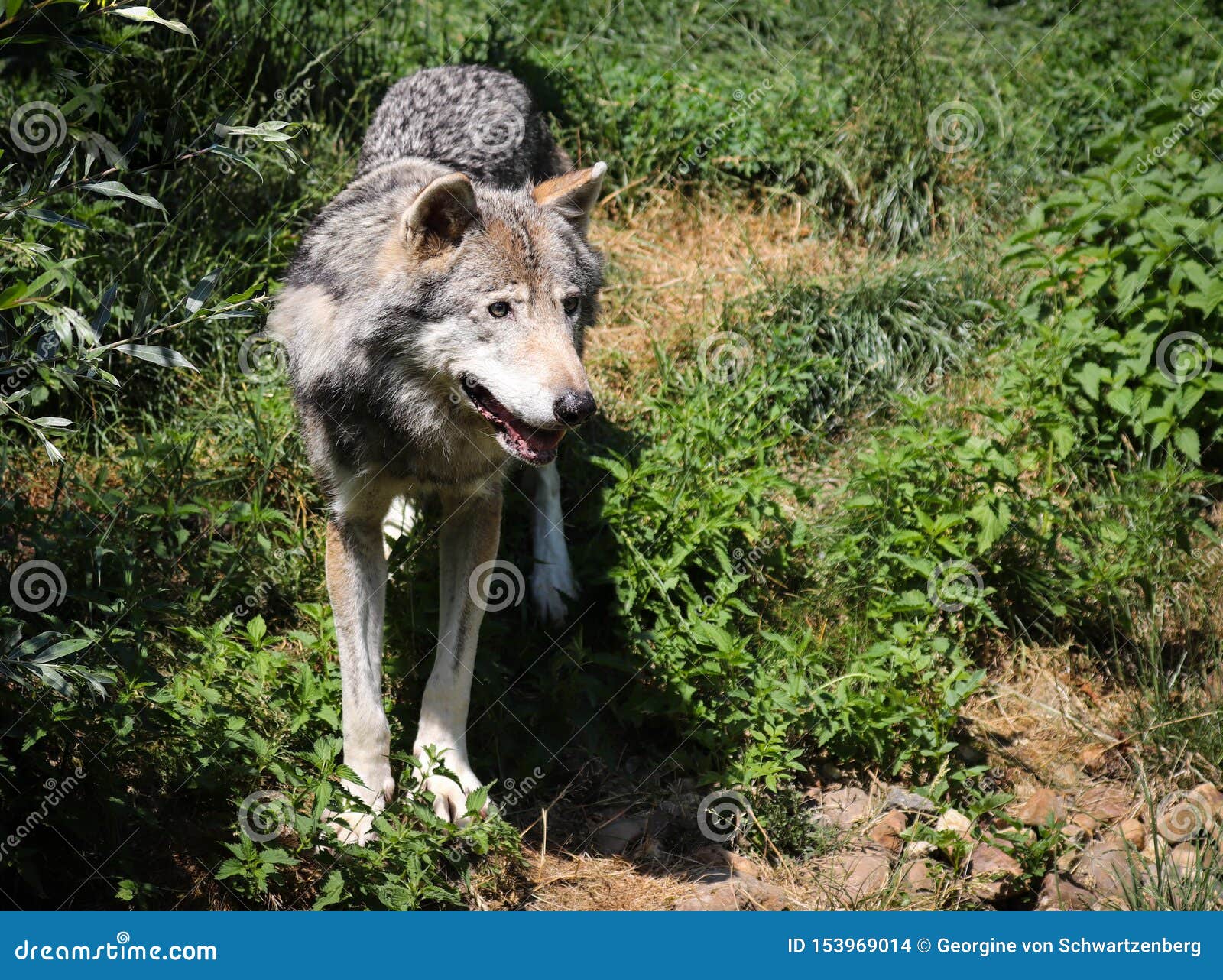 Der Wolf Canis Lupus-, Alias Grauer/Grauewolf, Der Timberwolf Oder Der ...