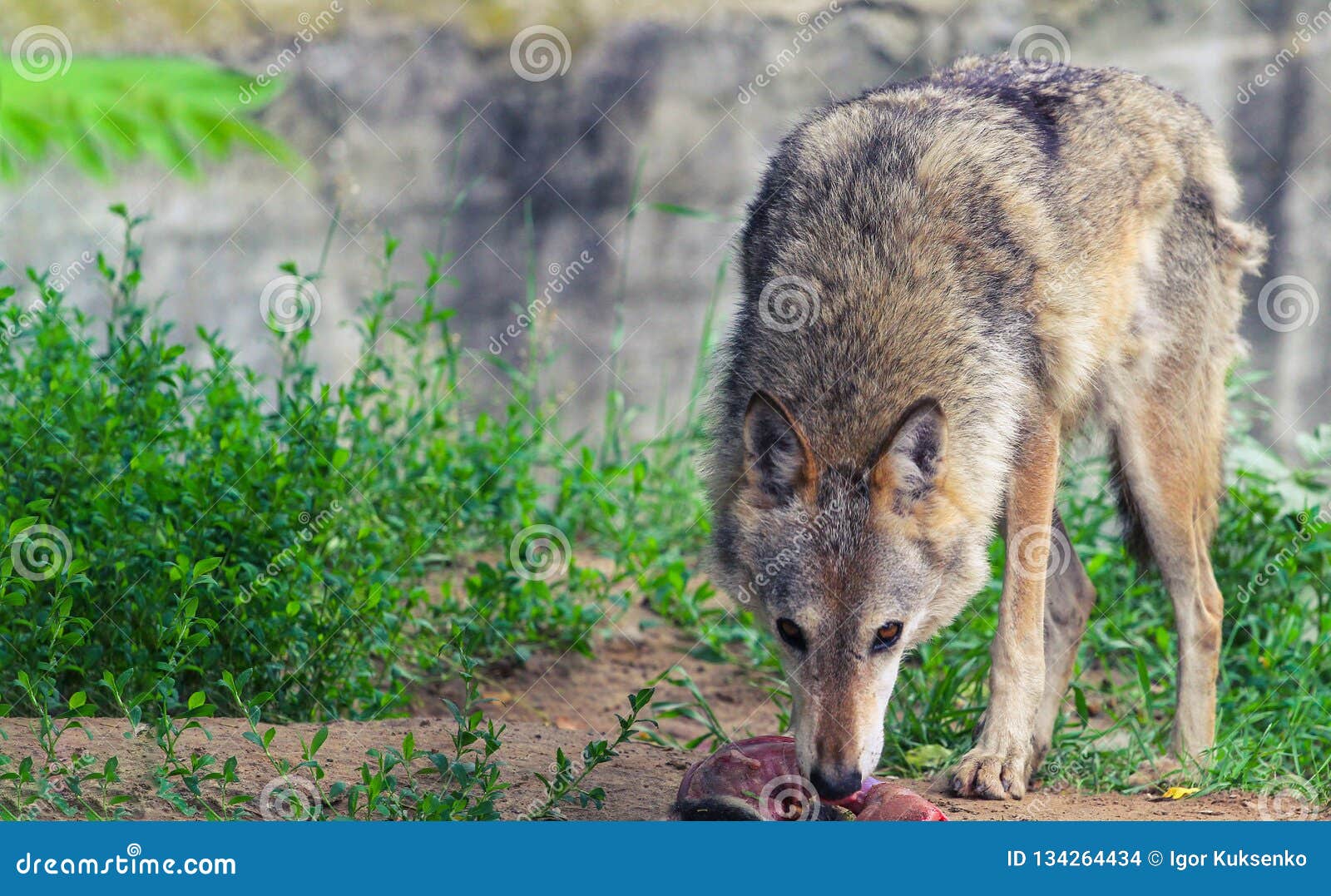 Der Wolf Isst Fleisch am Zoo Stockfoto - Bild von übel, schönheit ...