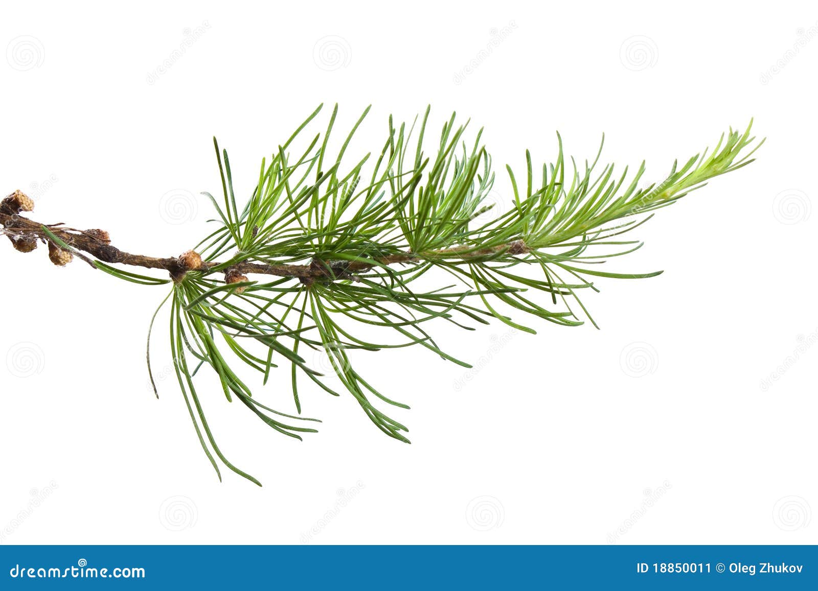 Der Zweig der Lärche stockbild. Bild von betrieb, getrennt - 18850011