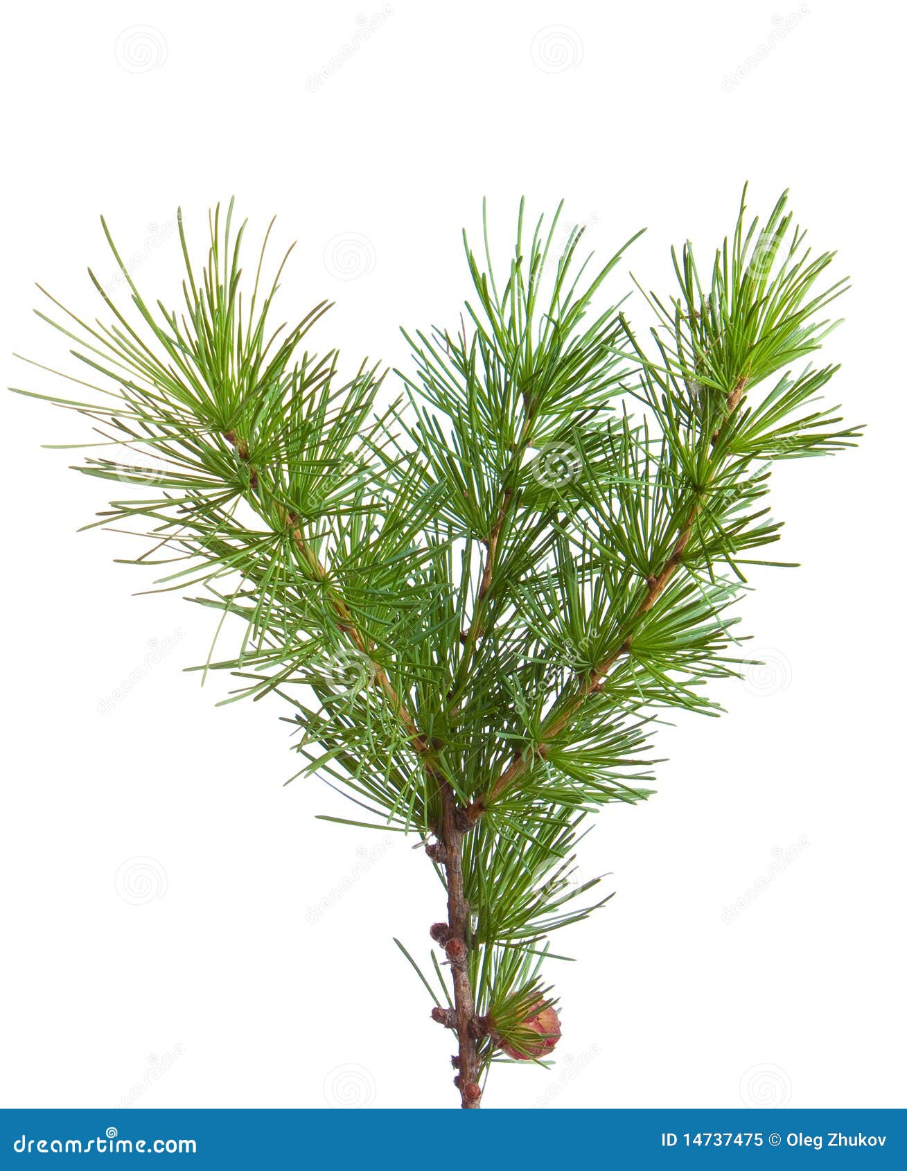 Der Zweig Der Lärche Lizenzfreies Stockfoto - Bild: 14737475