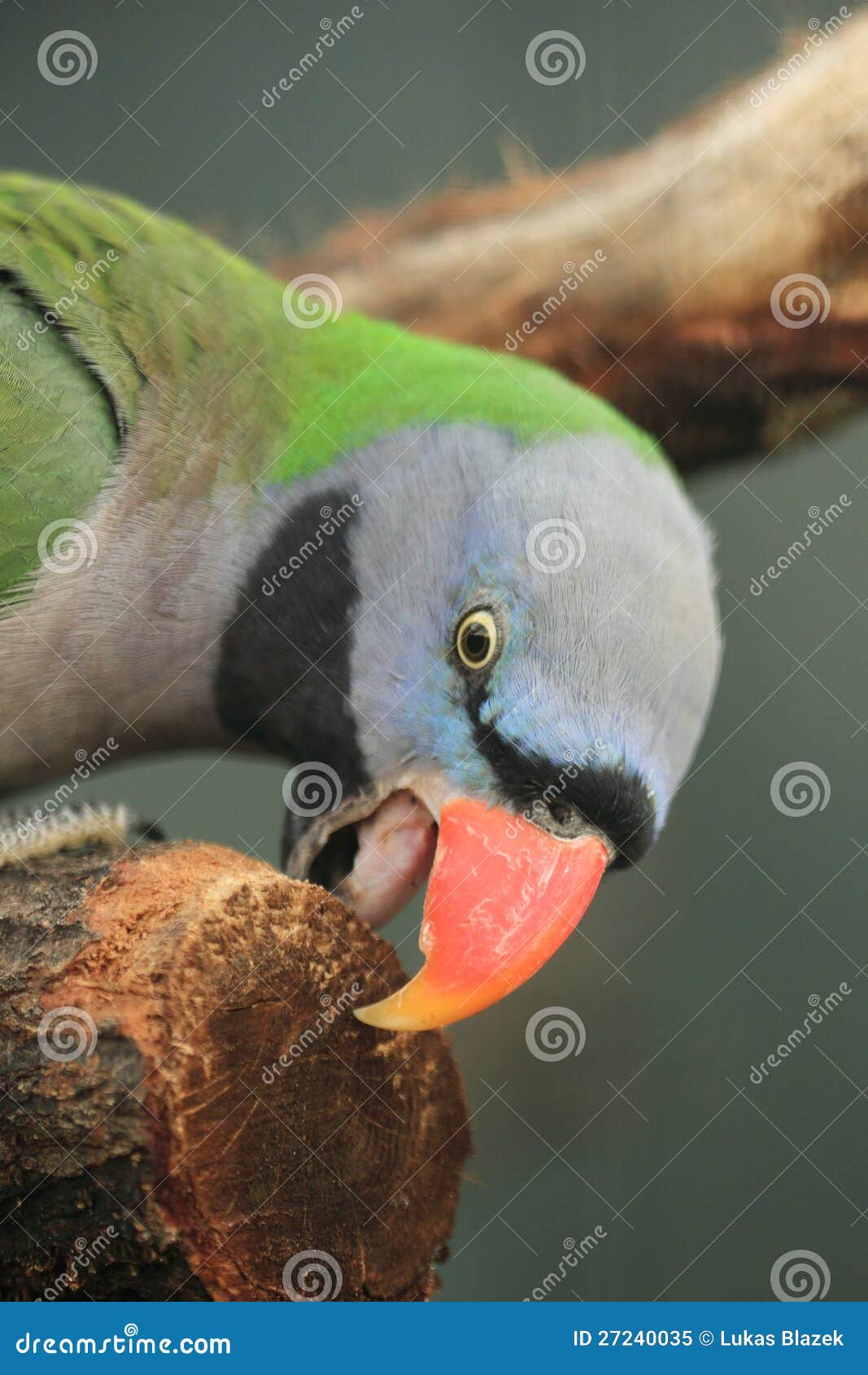 Derbyan parakeet stock image. Image of parrot, parakeet - 27240035