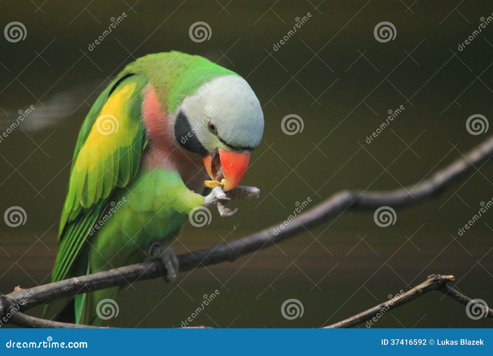Derbyan parakeet stock photo. Image of nature, psittacula - 37416592