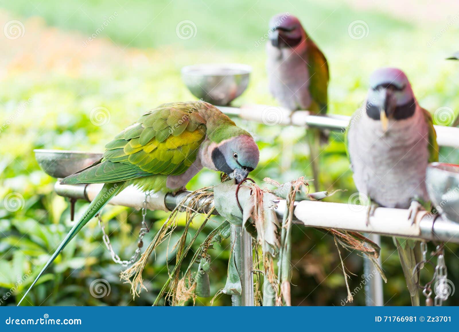 Derbyan Parakeet Parrots Stock Photos - Free & Royalty-Free Stock ...