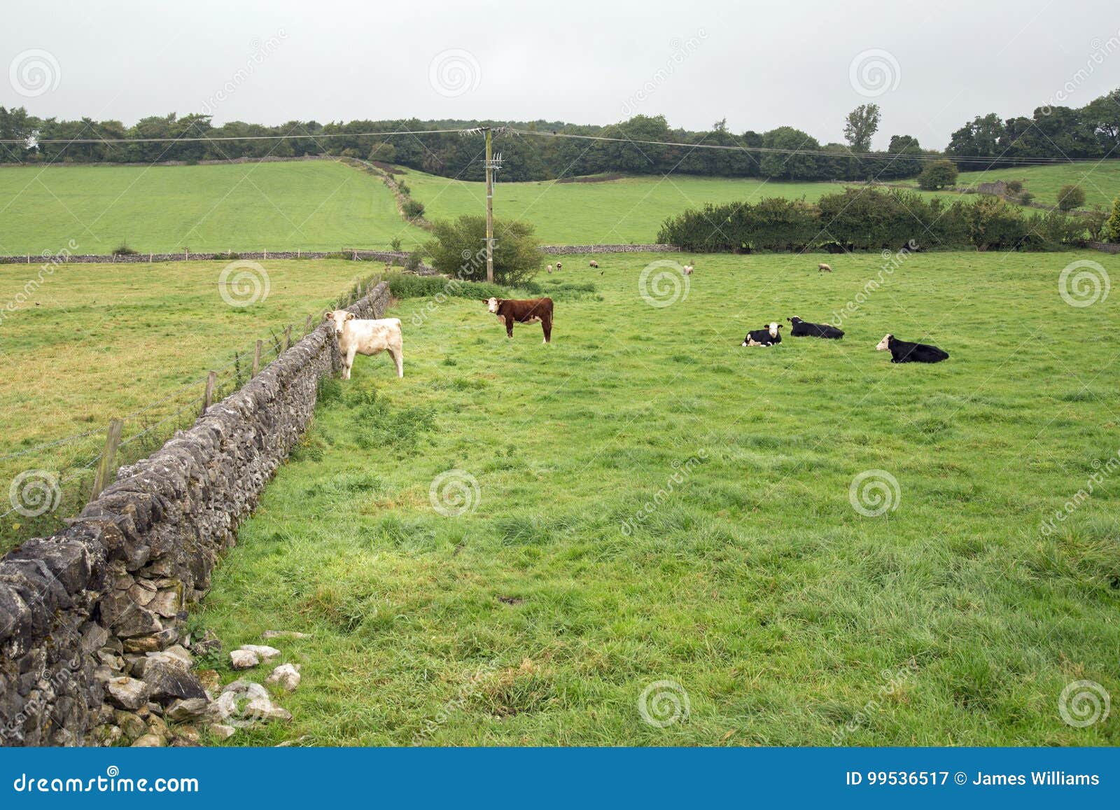 Cattle in a Farm Field Protected by a Dry Stone Wall Stock Image ...