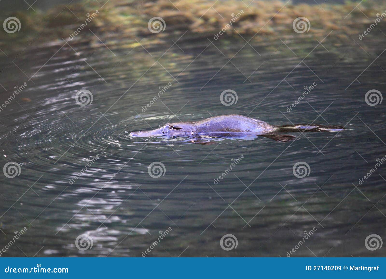 Deriva de Platypus imagen de archivo. Imagen de fauna - 27140209