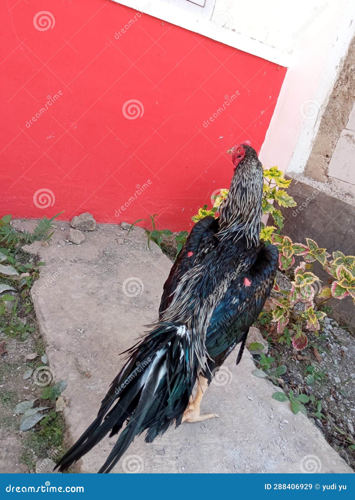 Derived from the Legendary Bangkok Chicken, the Legendary Father Stock ...