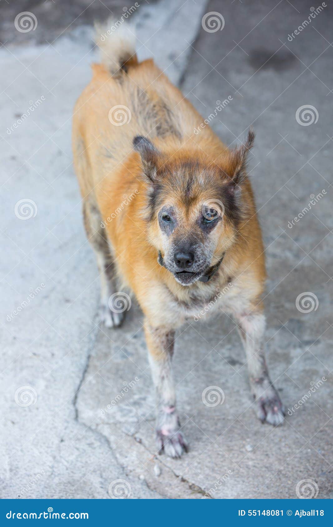 Dermatite Pour L'animal - Chien Malade Image stock - Image du brun ...