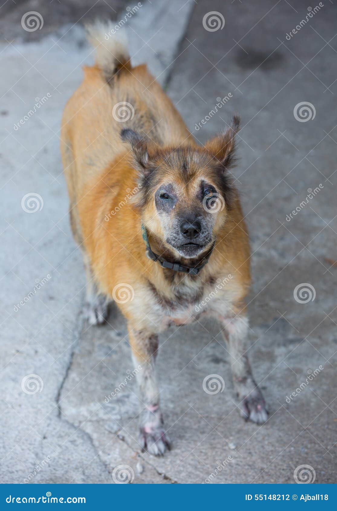 Dermatite Pour L'animal - Chien Malade Photo stock - Image du maigre ...