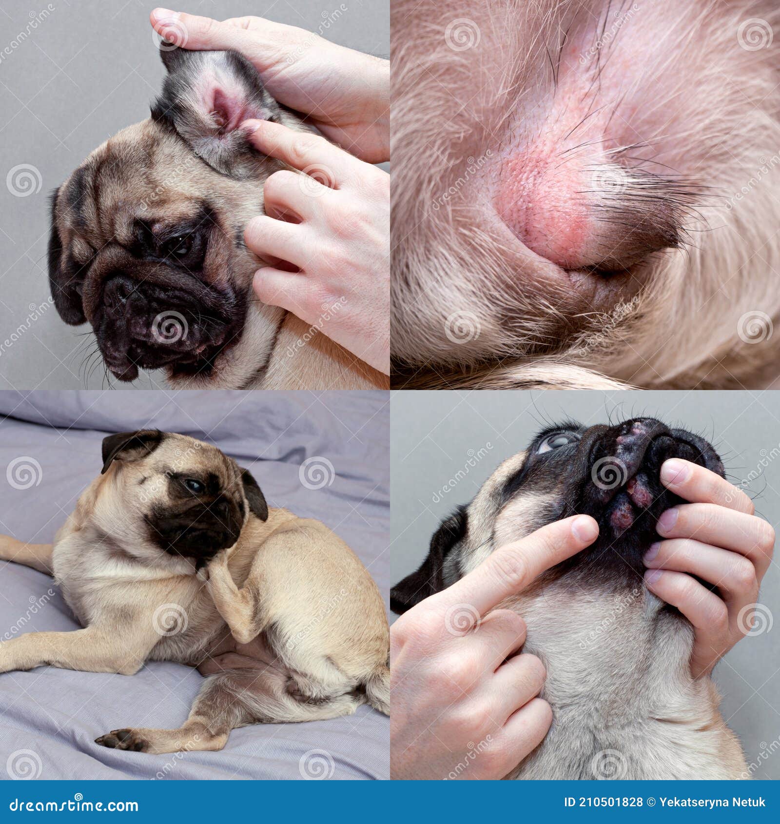 Dermatological Problems Caused by Allergies in Dogs. Collage with Pug ...