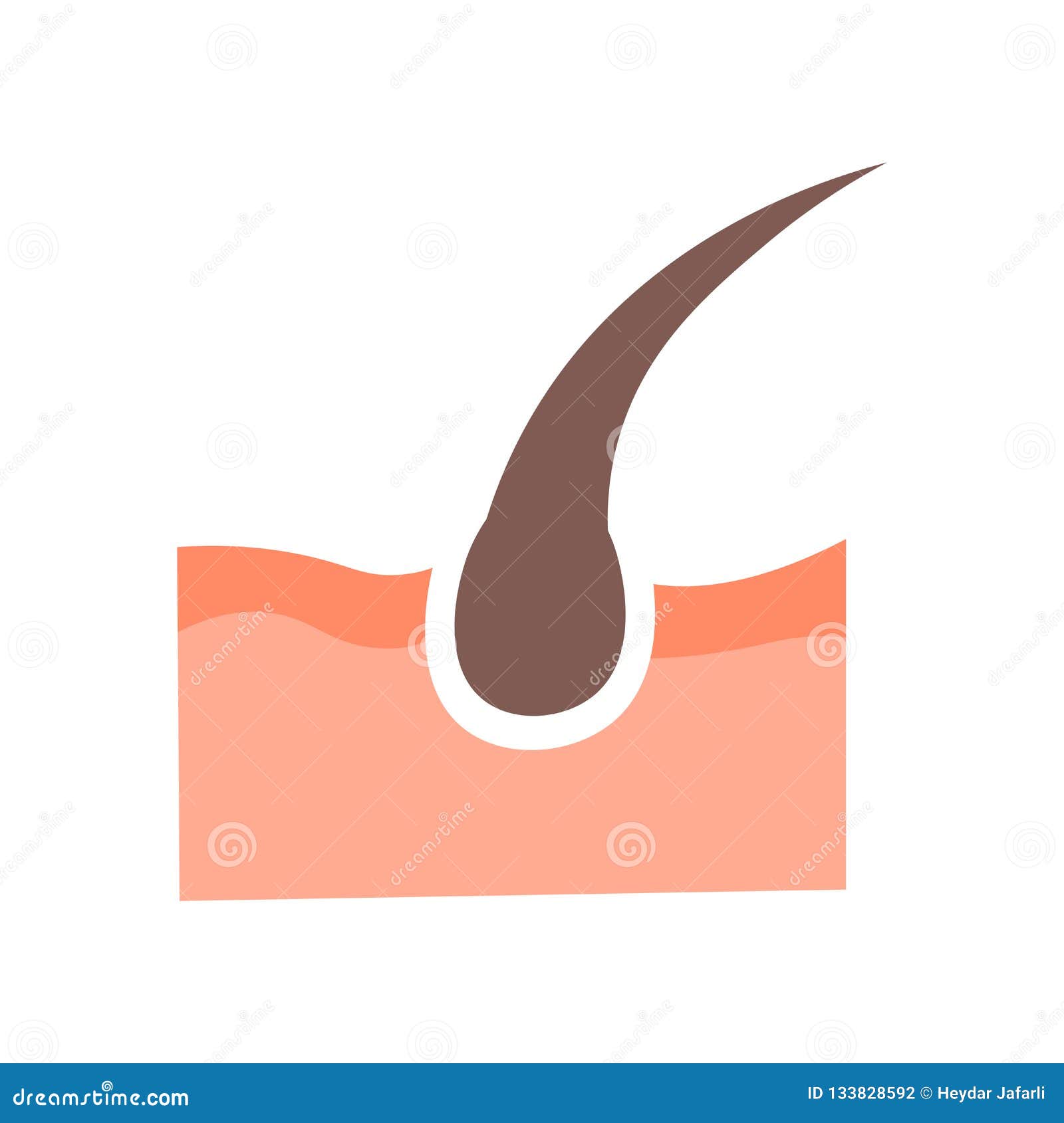 Dermis Icon On White Background. Simple Element Illustration From ...