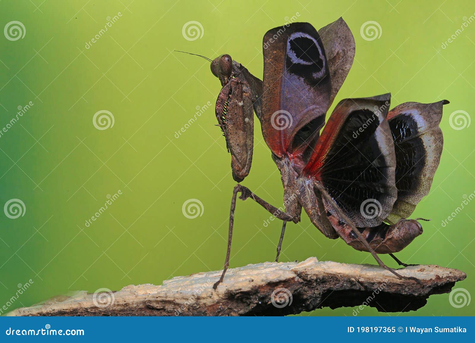 Beautiful Praying Mantis