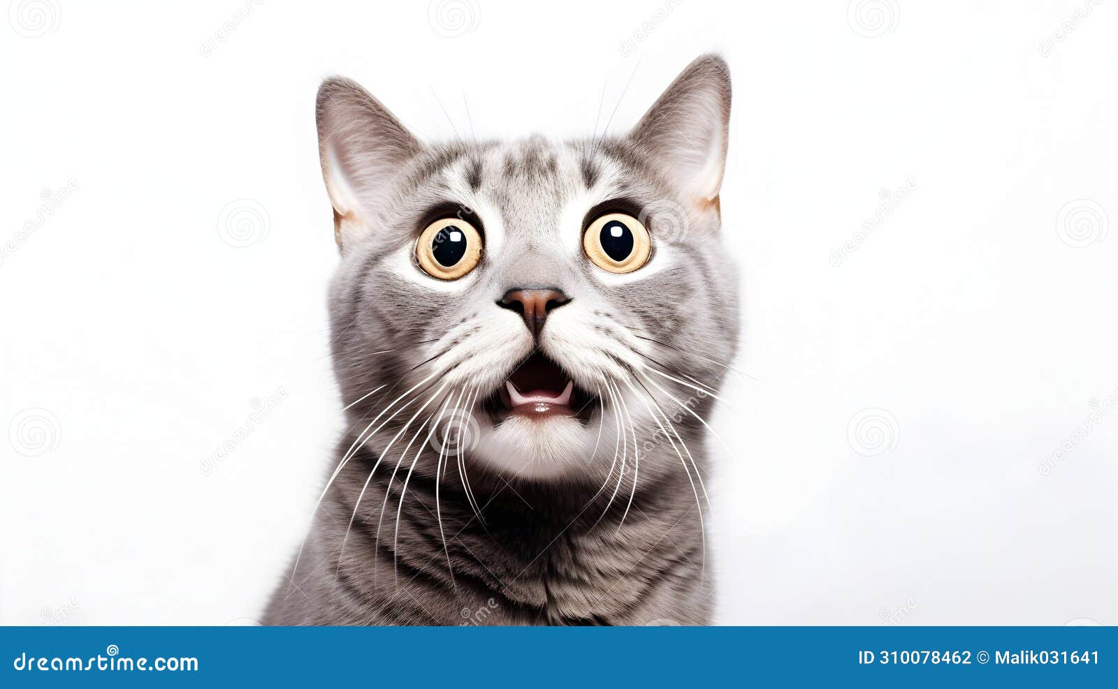 A Derpy-looking Cat with Crossed Eyes Stock Illustration - Illustration ...