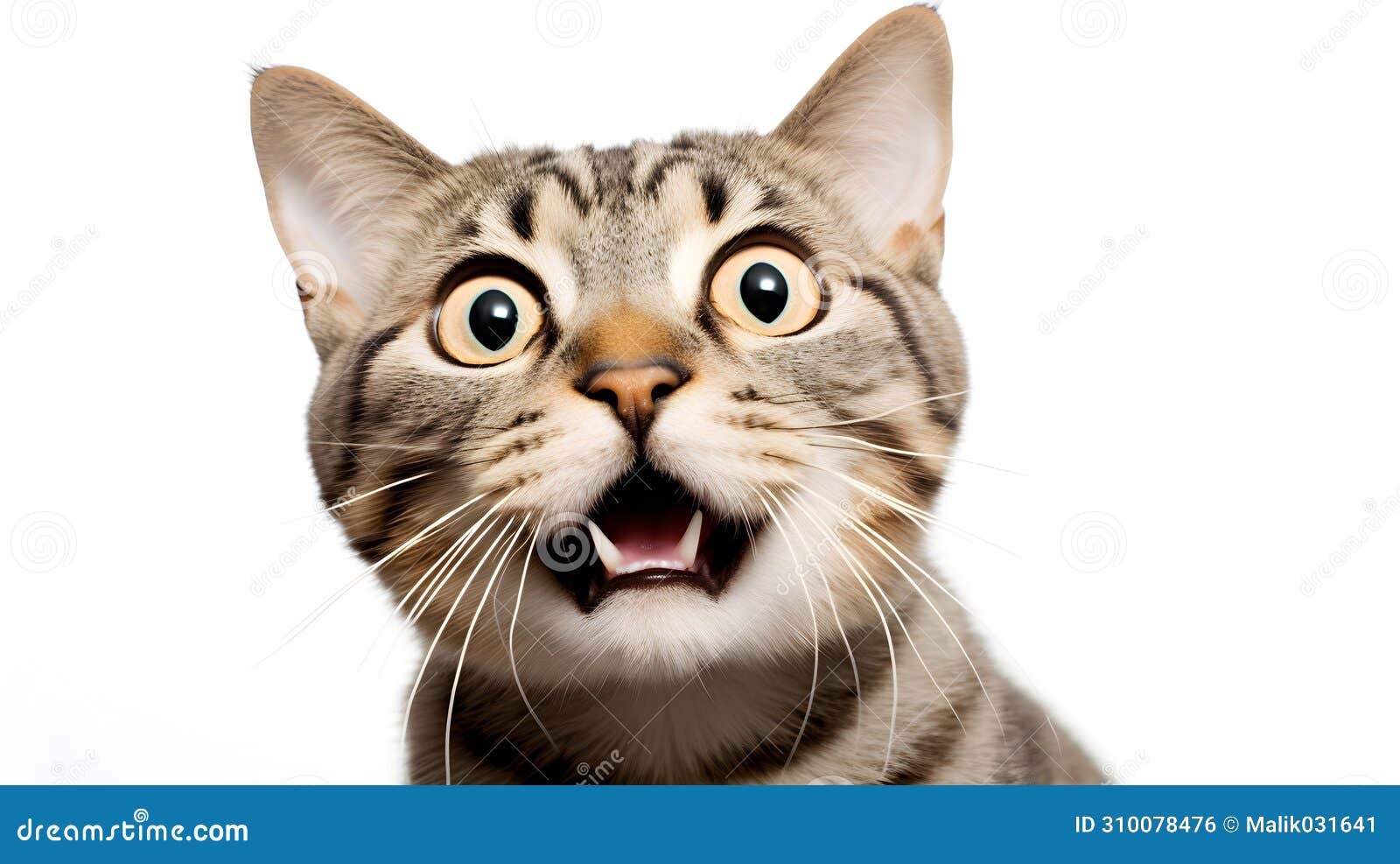 A Derpy-looking Cat with Crossed Eyes Stock Illustration - Illustration ...