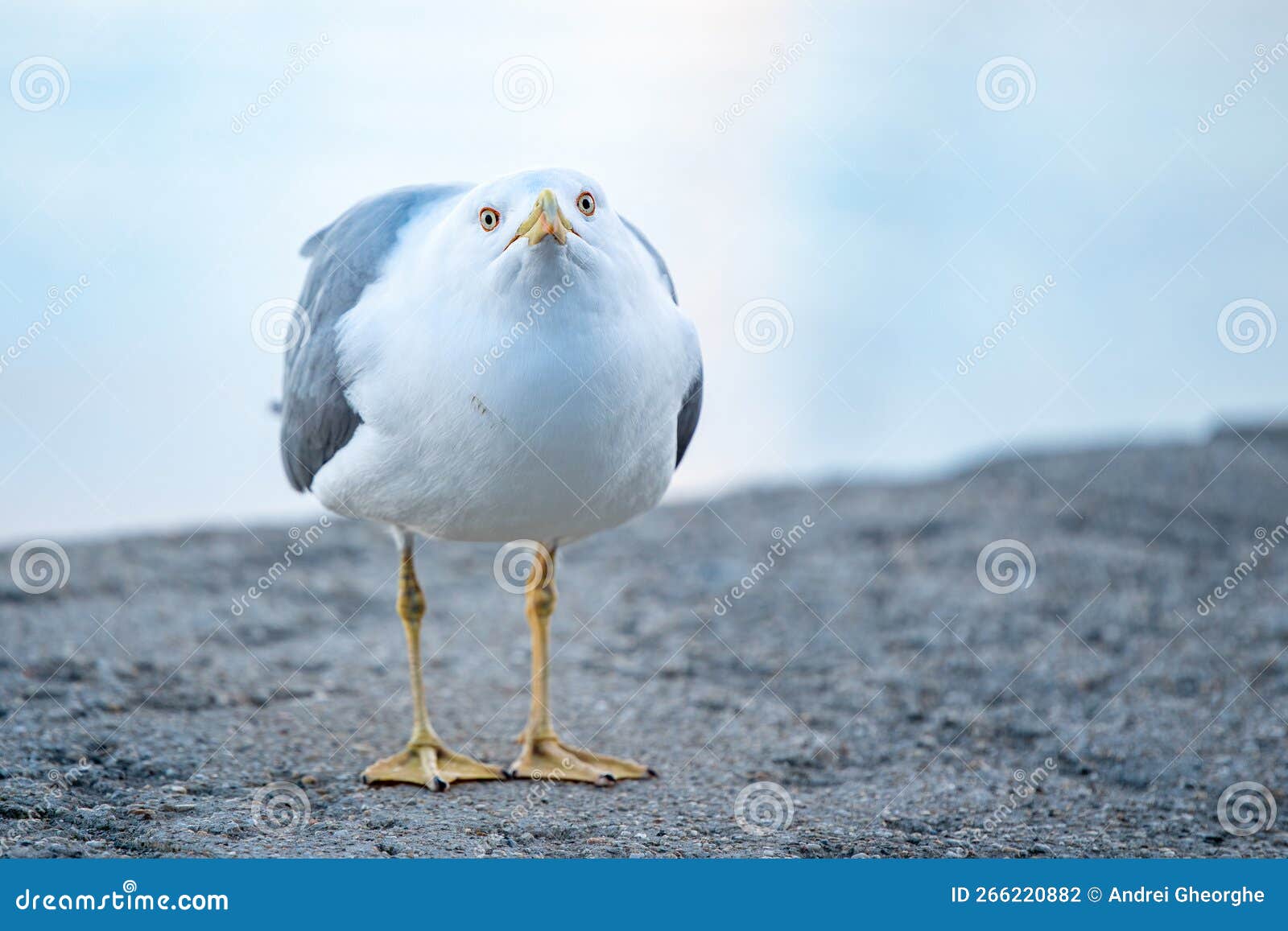 Funy Position Stock Photos - Free & Royalty-Free Stock Photos from ...