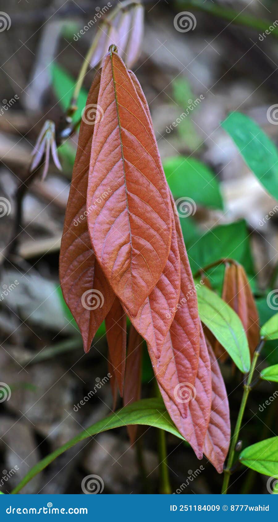 A Poison Ivy Vine Growing Up A Garden Wall Royalty-Free Stock ... A Poison Ivy Vine Growing Up A Garden Wall Royalty-Free Stock ...