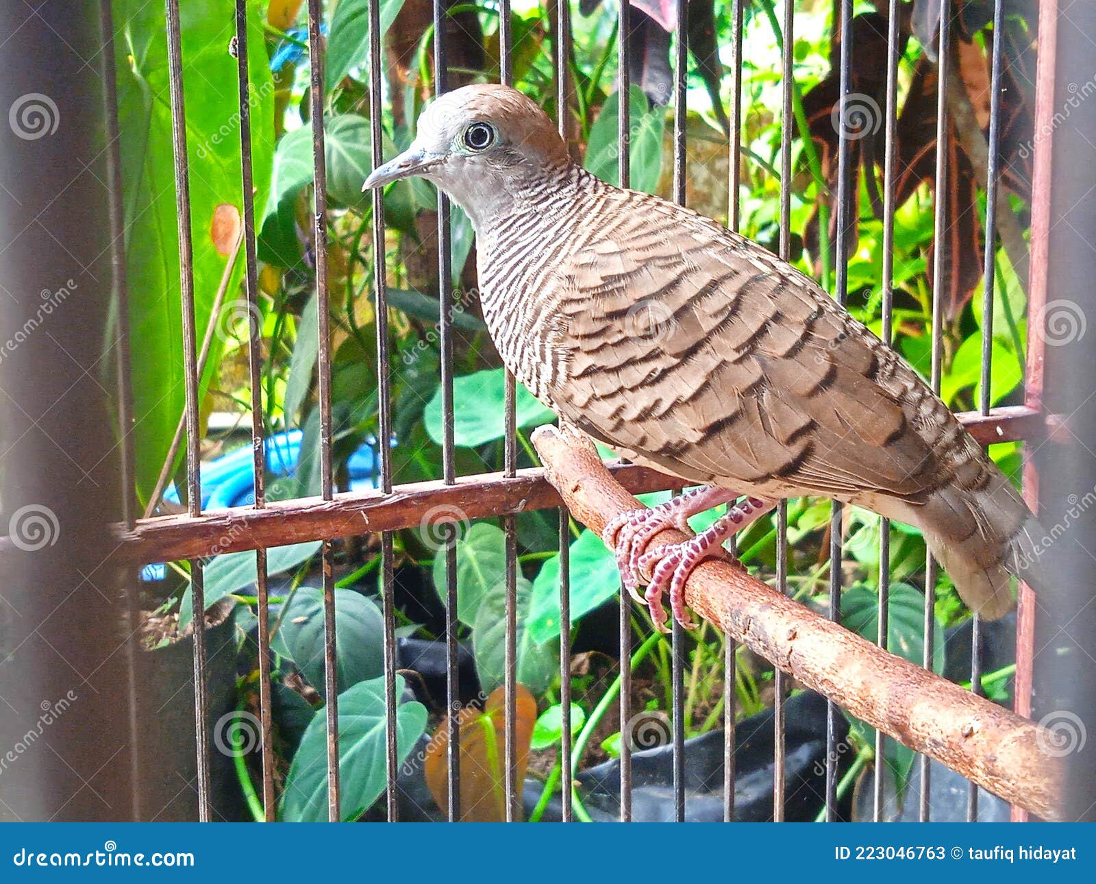 Deruk or Puyuh Bird Wildfire Stock Image - Image of deruk, wildfire ...