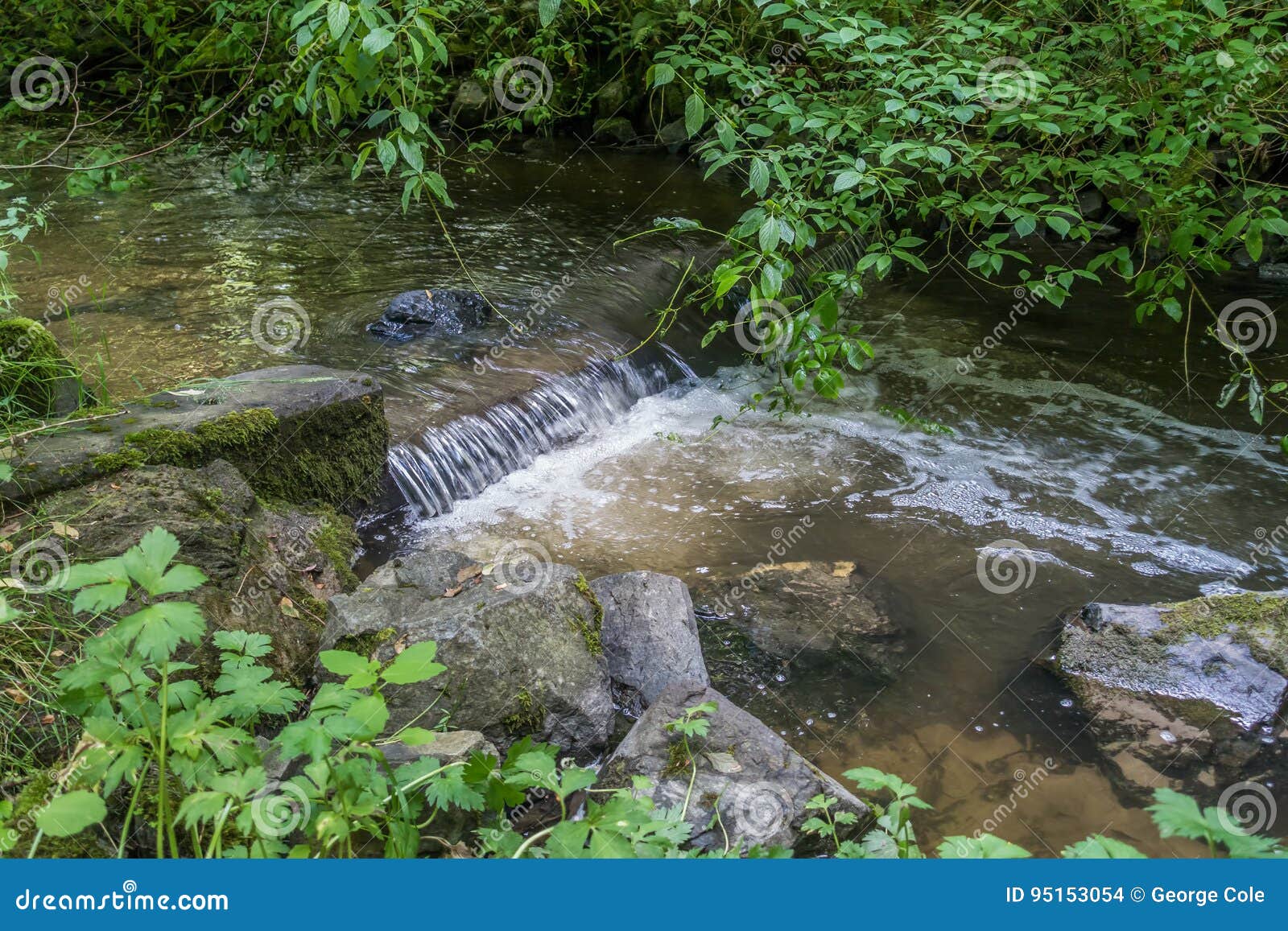 Des Moines Creek Landscape 7 Stock Photo - Image of pacific, washington ...
