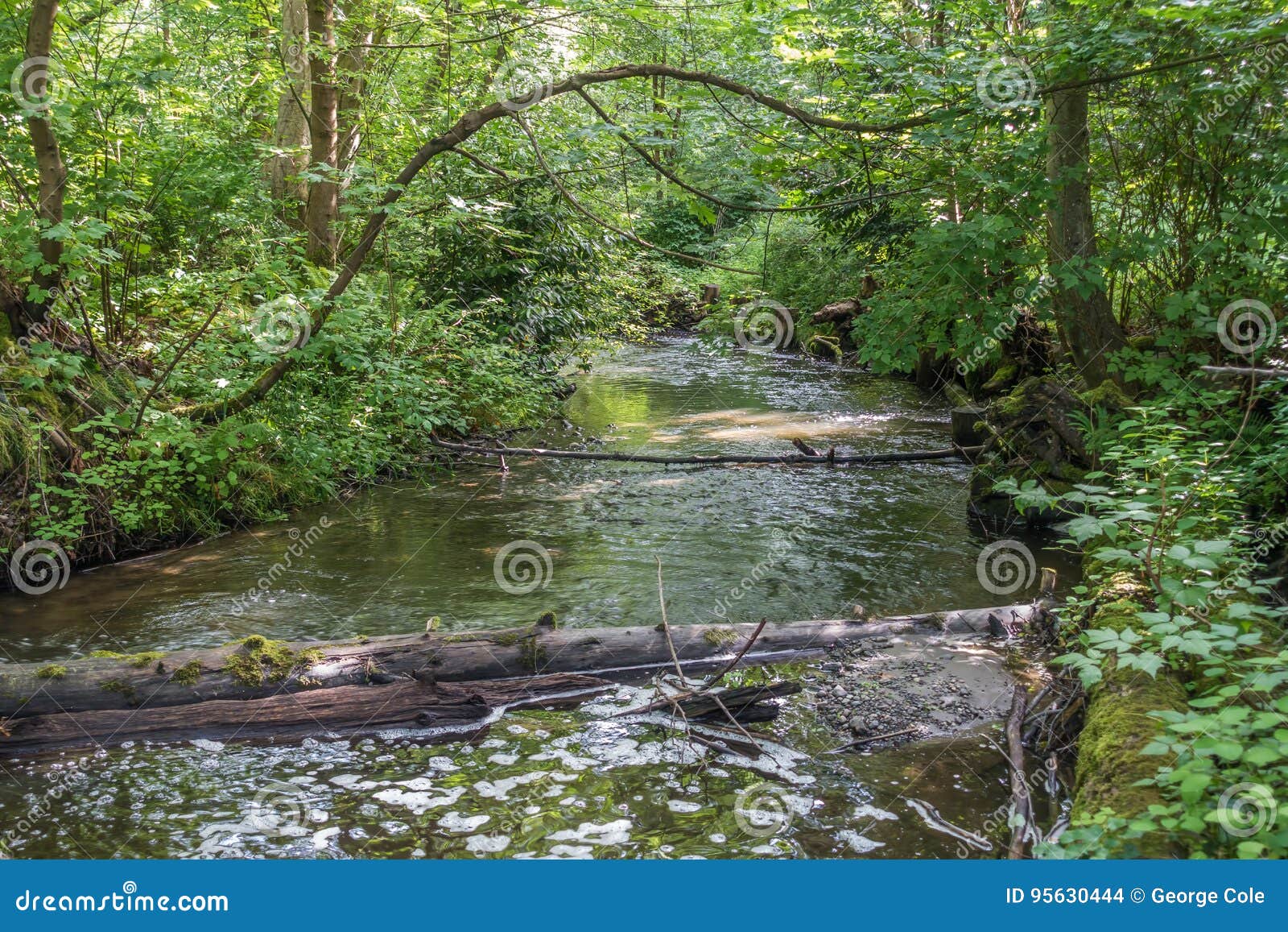 Des Moines Creek Landscape 4 Stock Photo - Image of pacific, nature ...
