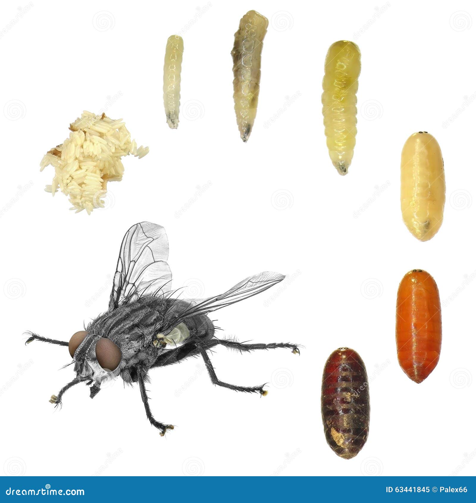Desarrollo De La Mosca Doméstica Imagen de archivo - Imagen de ...