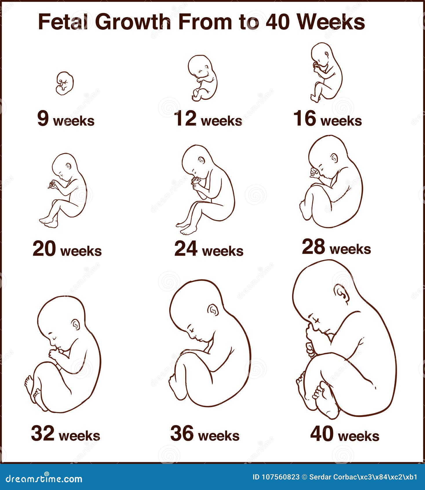 Desarrollo del embrión ilustración del vector. Ilustración de fondo ...