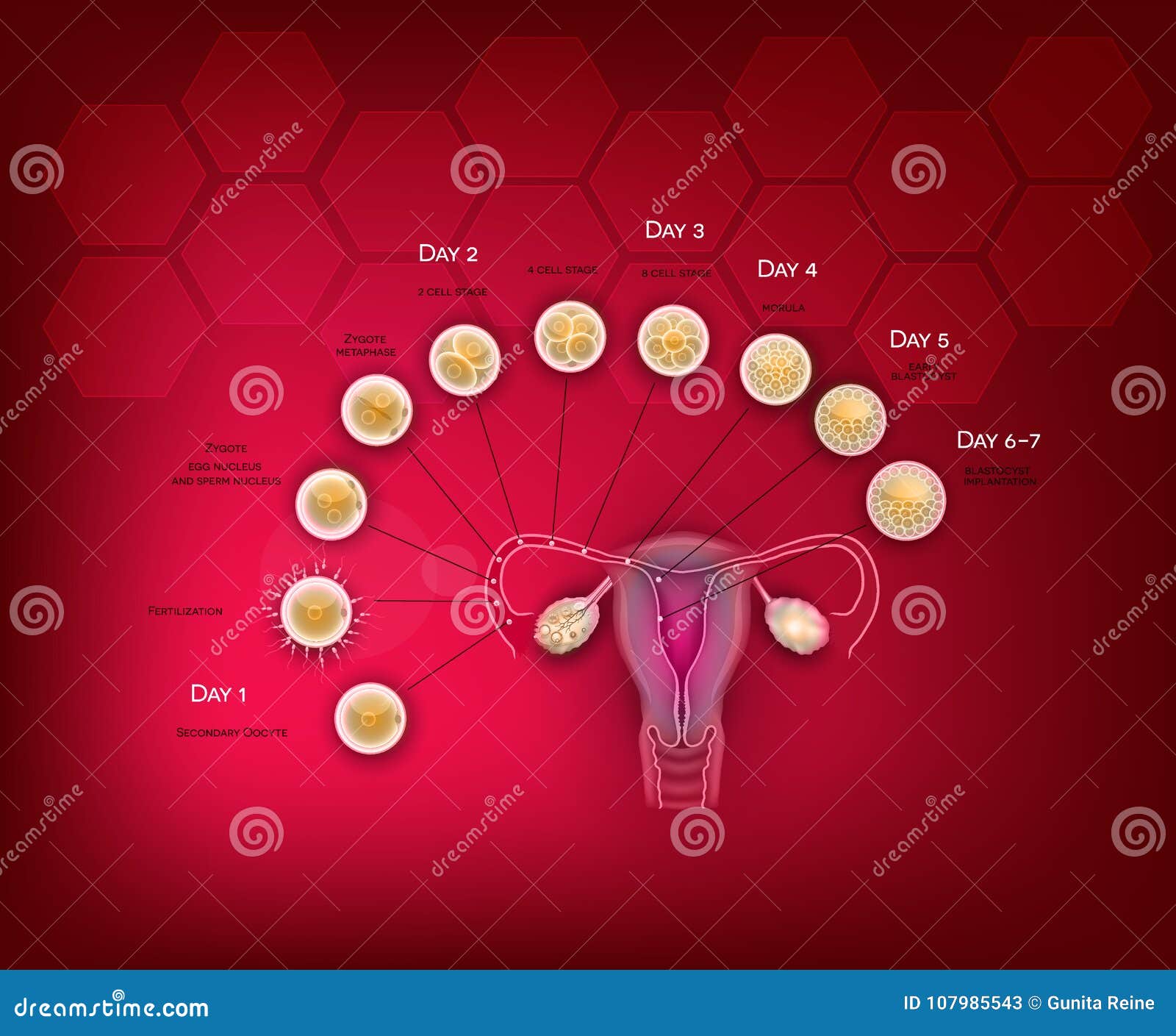 Desarrollo del embrión ilustración del vector. Ilustración de fondo ...