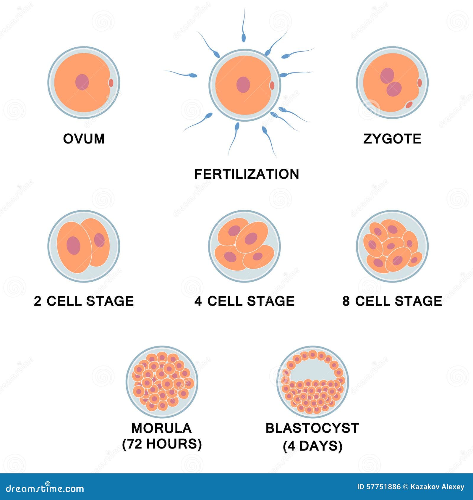 Desarrollo Del Embrión Humano Ilustración del Vector - Ilustración de ...